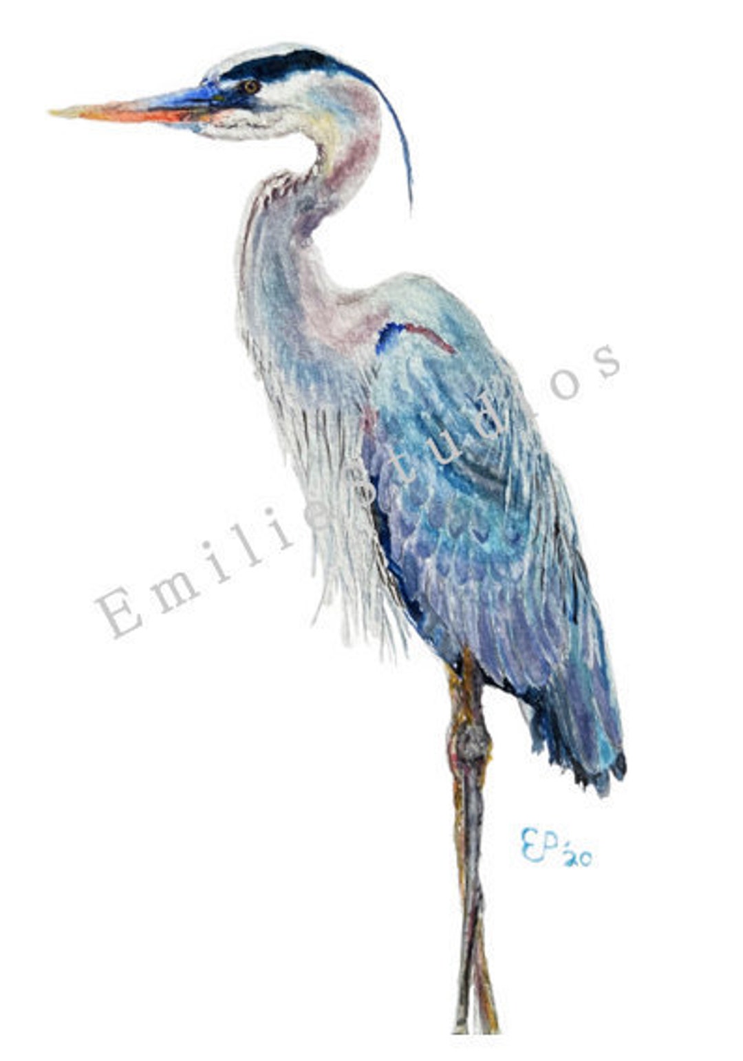 Great Blue Heron Watercolor Print | Bird Gift | Nature Artwork ...