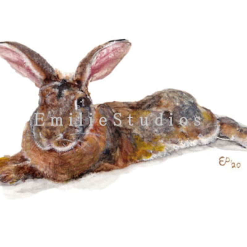 Flemish Giant - Etsy