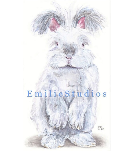 Baby English Angora Rabbit