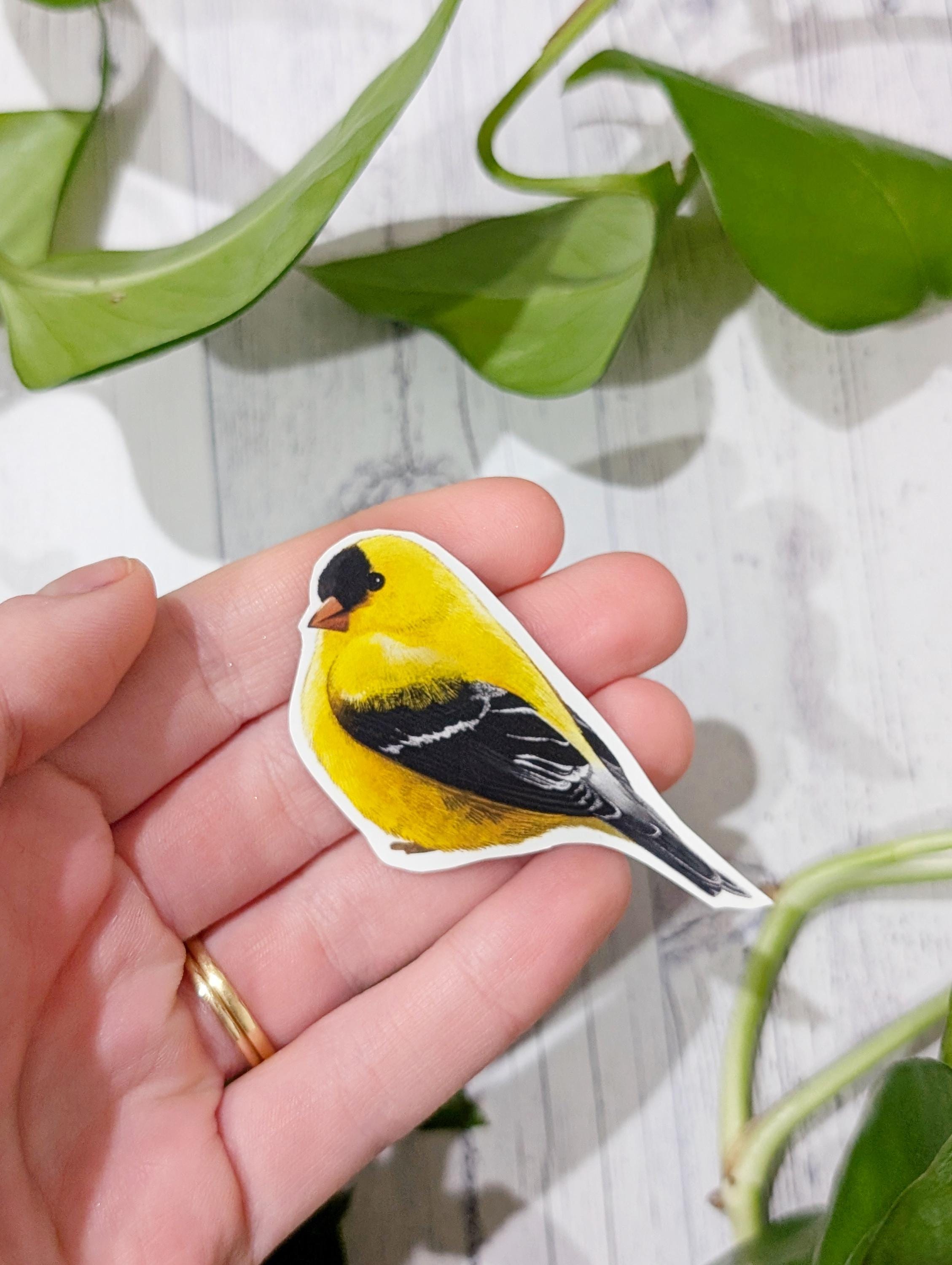 Goldfinch Handrawn Vinyl Sticker Decal for Laptop or Water Bottle - Etsy