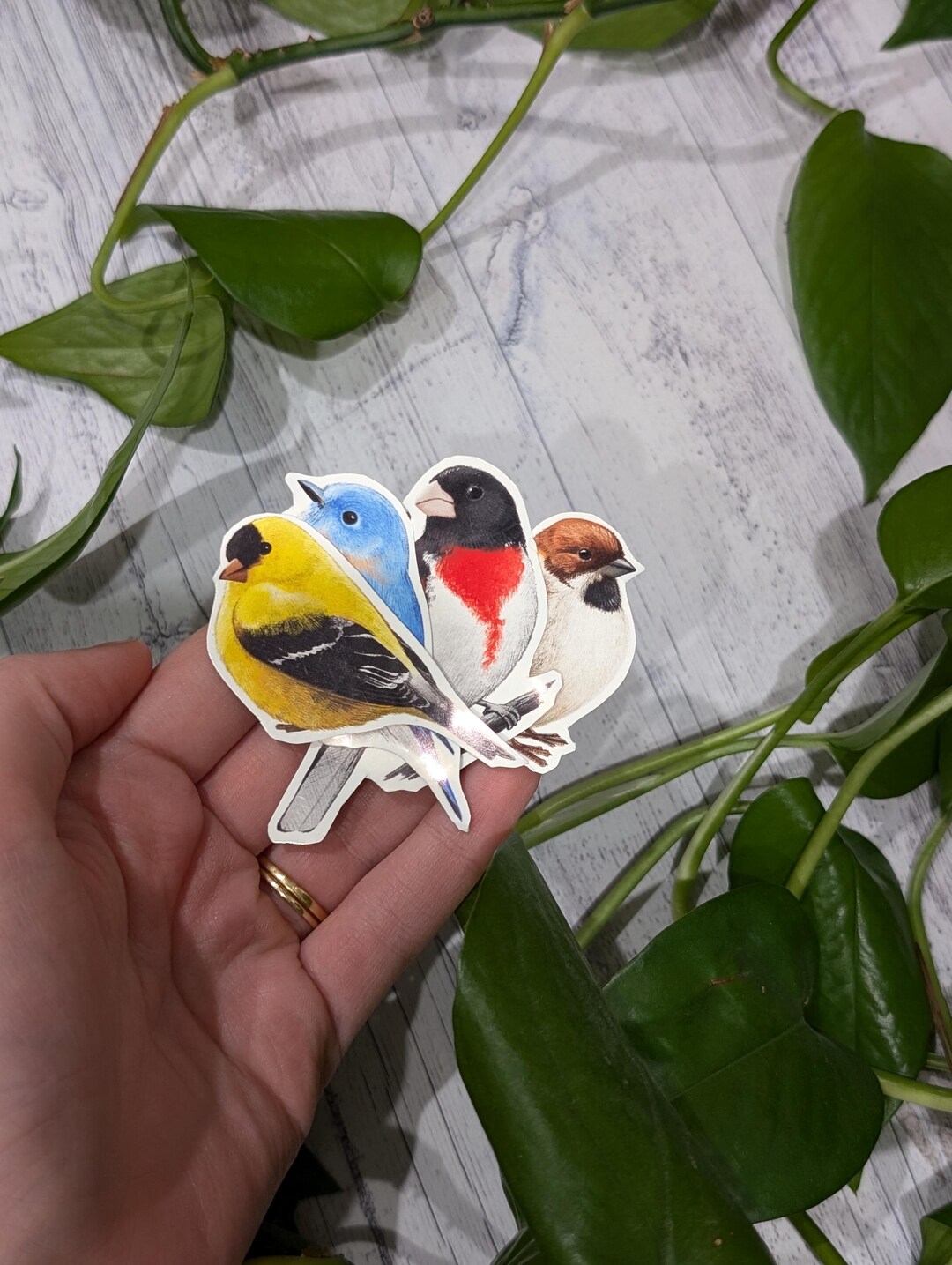 Backyard Birds Vinyl Stickers Decals for Laptop or Water Bottle - Etsy