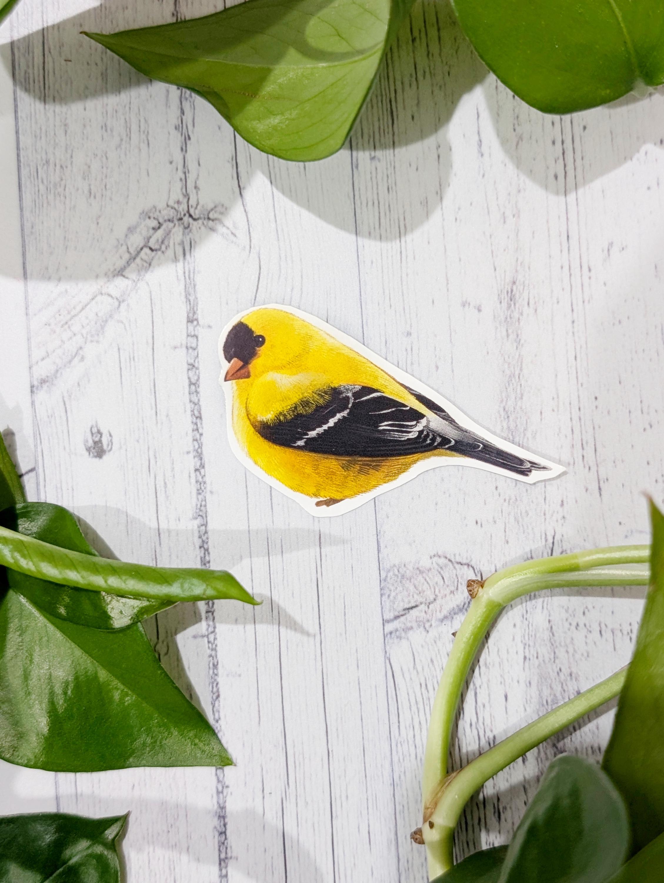 Goldfinch Handrawn Vinyl Sticker Decal for Laptop or Water Bottle - Etsy