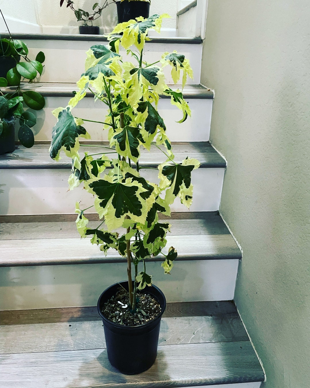 2ft Tall in 1 Gallon Growers Pot - Variegated Flowering Maple -salmon ...