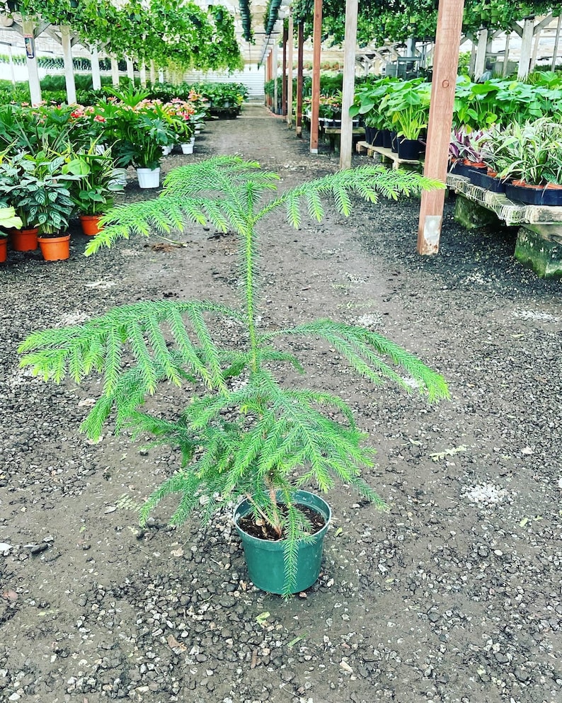 1 Ft Tall in 6 Inches Pot Live Plant -great Christmas Tree Indoors or ...