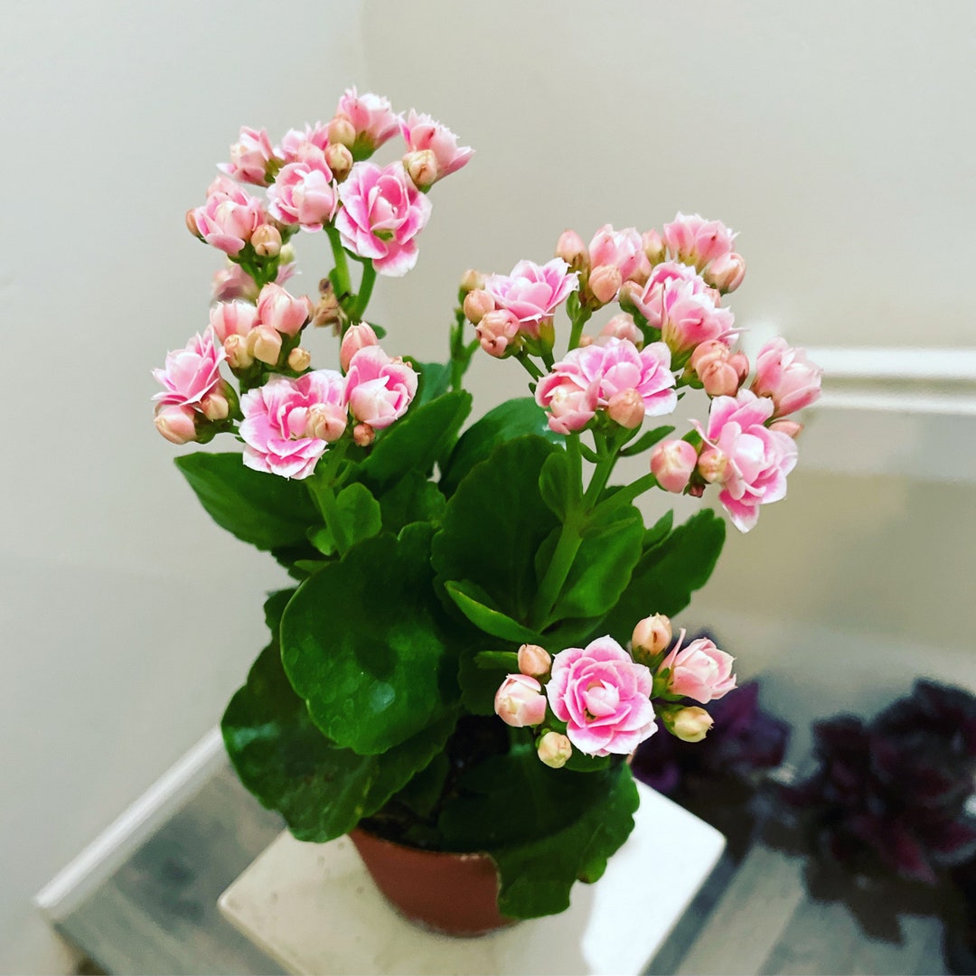 4 Inch Live Potted -light Pink Kalanchoe Calandiva - Double Blooms-rare ...
