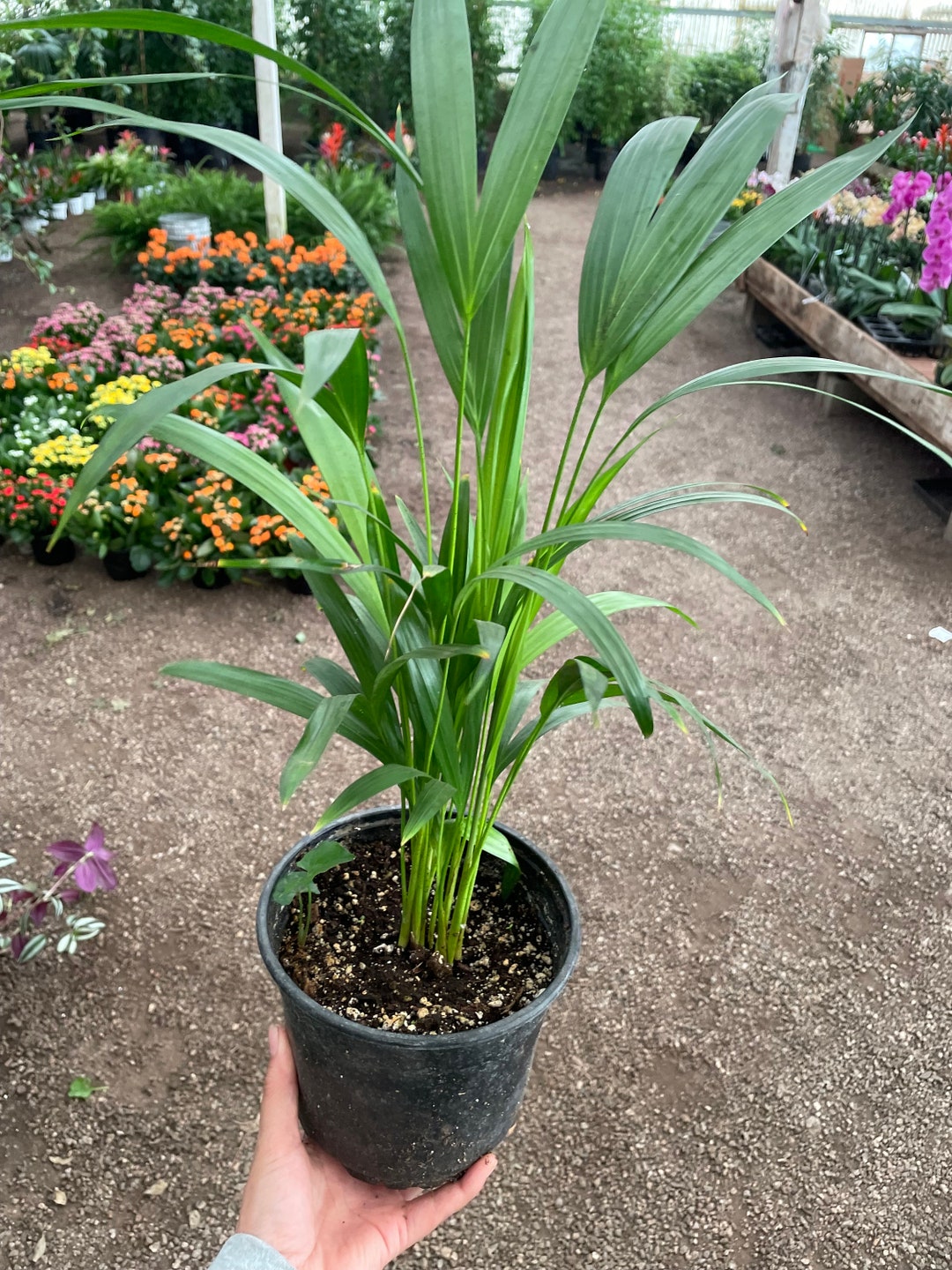 6 Inch Pot- Arica Palm Indoor or Outdoor -low Maintenance-pet Friendly ...