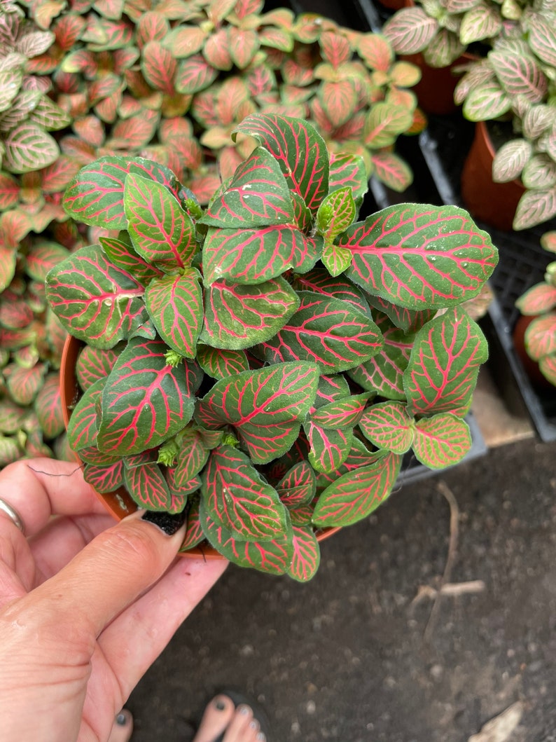 4 Inch Red Nerve Plant , Terrarium , Easy Care , Low Light - Etsy