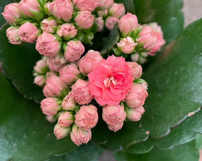 4 Inch Live Potted -peach Kalanchoe Calandiva - Newest Color as of 2/9 ...
