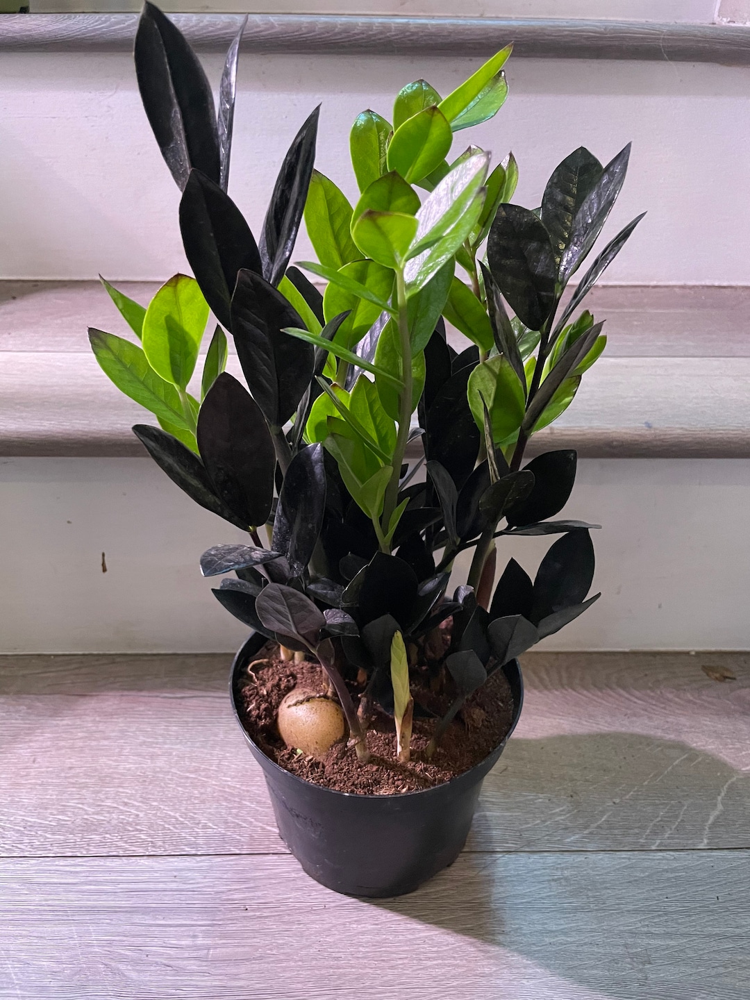 Multiple Options -zz -black Zamioculcas-super Nova - Succulent Easy ...