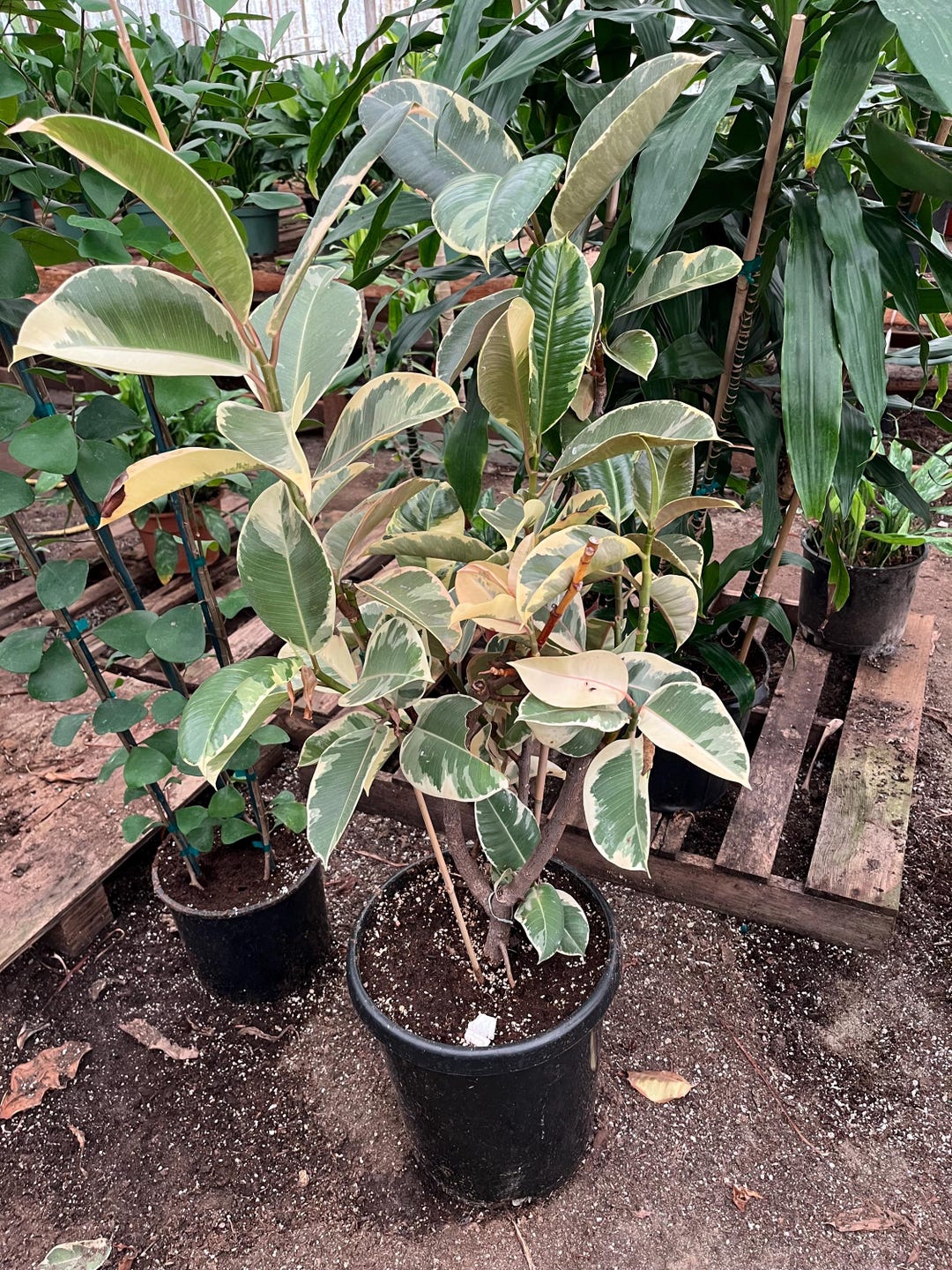 XXL -3ft Tall Ficus Variegated -tineke Rubber Plant - Ficus Elastica ...