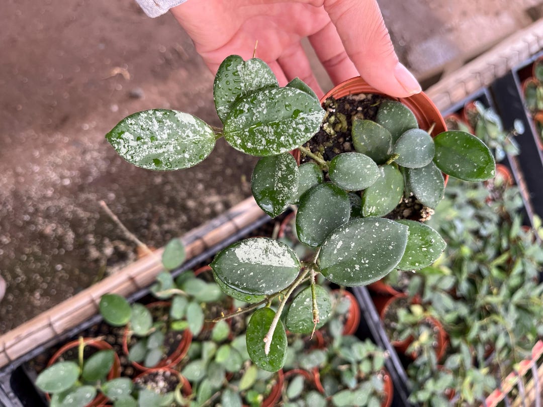 Hoya Matilde Splash Variegation -3 Inch Pot -well Rooted With New ...