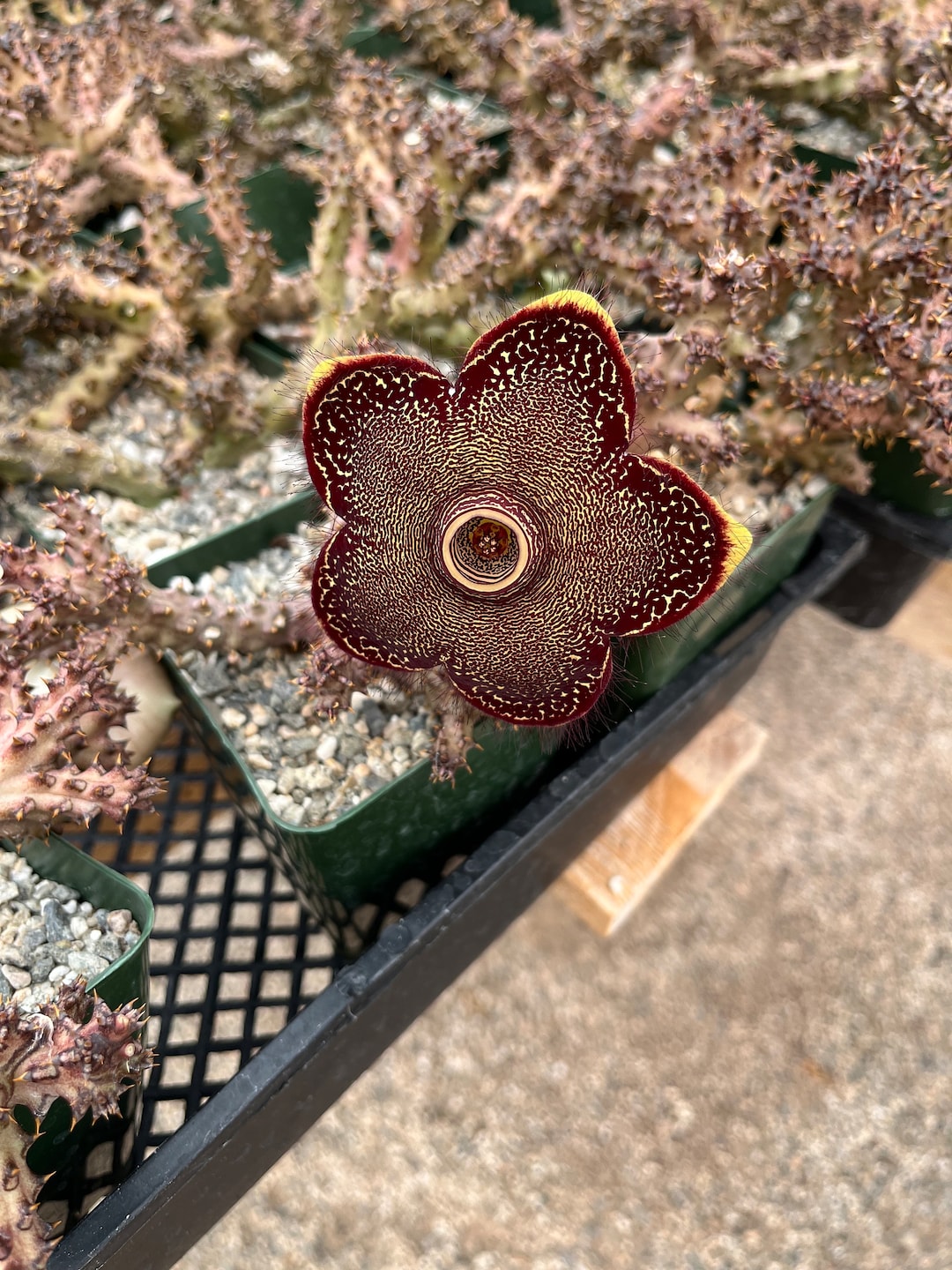 Multiple Size Options -carrion Plant - Edithcolea Grandis - Persian ...