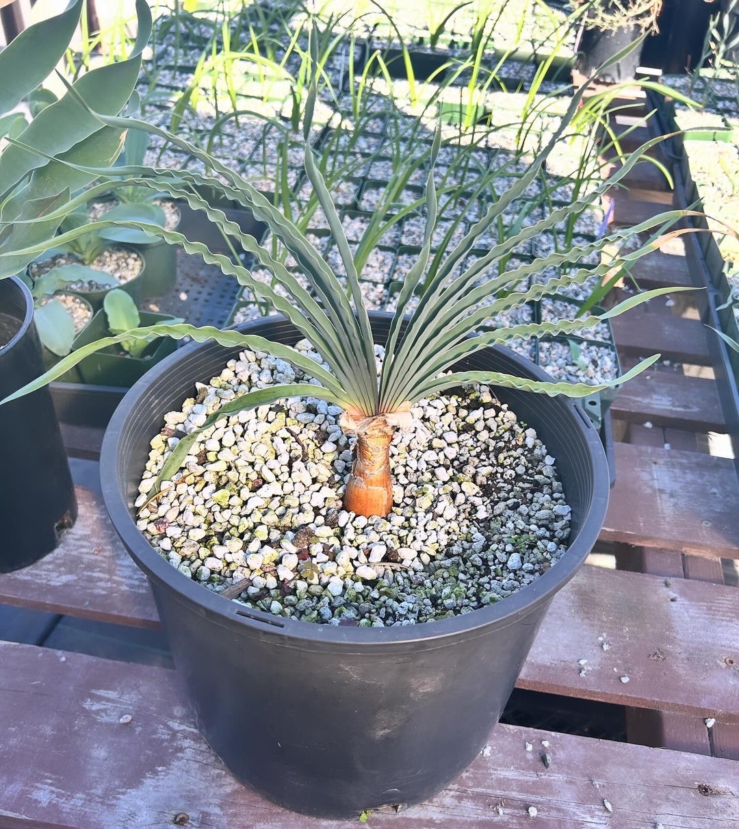 Boophane Haemanthoides Multiple Size Options - Wavy Leaves - Mid ...