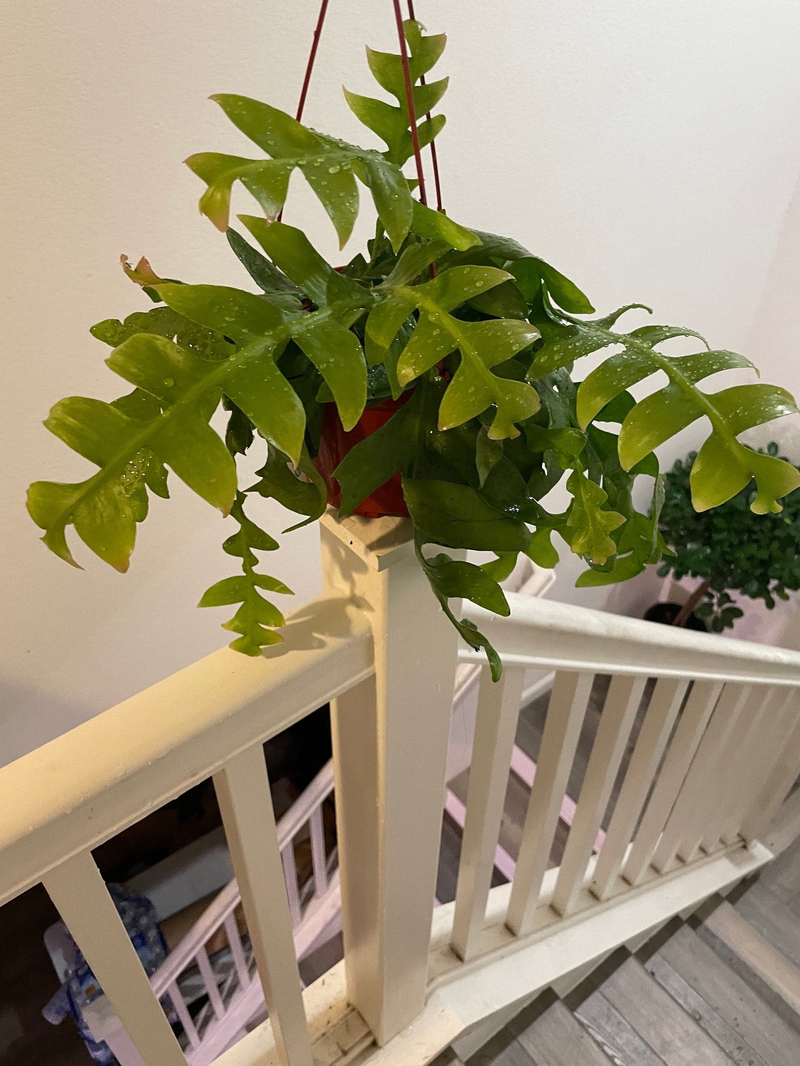 6" Pot -shark Fin -sharktooth Selenicereus -chrysocardium,fern Leaf ...