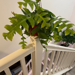 6 Inch Potted Rare Hard to Find -shark Fin Cactus,sharktooth Fern ...