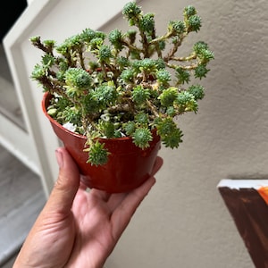 Miniature Joshua Tree -succulent Bonsai -easy Care -low Water . Similar ...