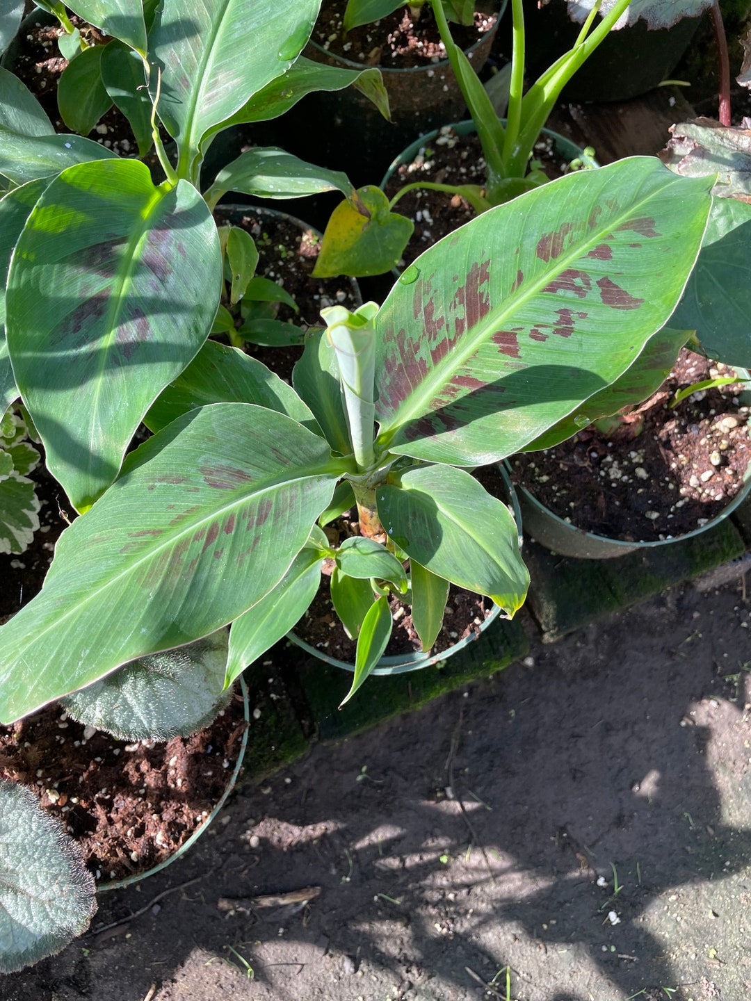 Zebrina (rojo) -banana Plant Dwarf -musa Banana Tree -red Variegated ...