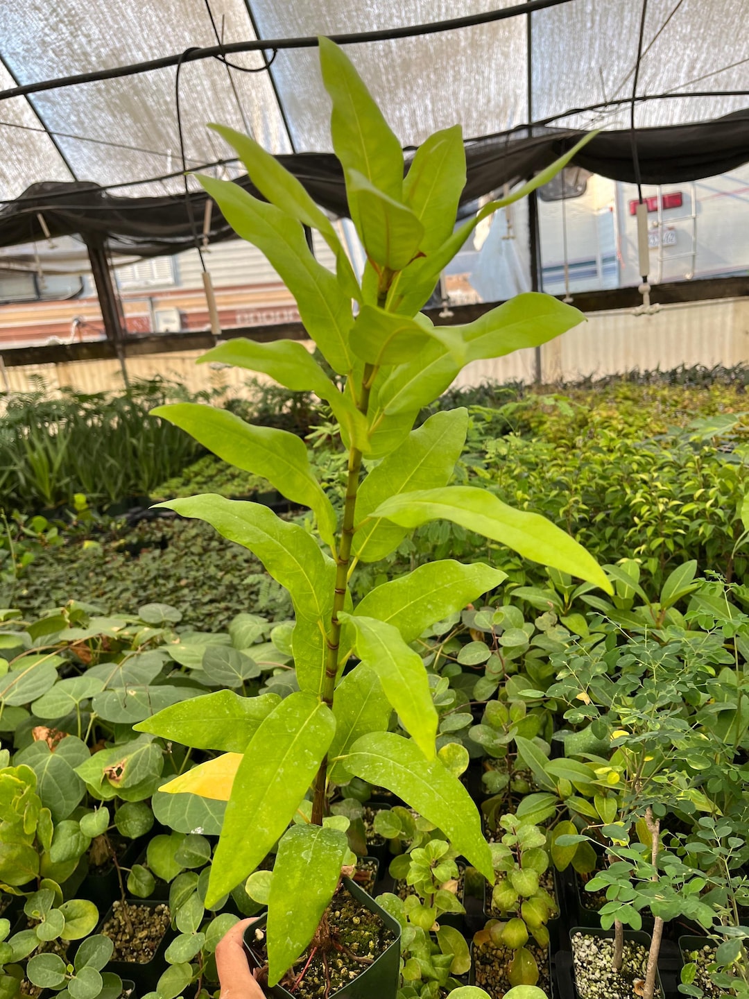 Rare 1ft Tall Neon Leaf Ficus -similar to Photo Not Exact . Collect and ...