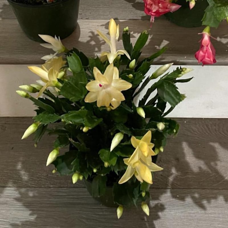 Yellow Christmas Cactus - Etsy