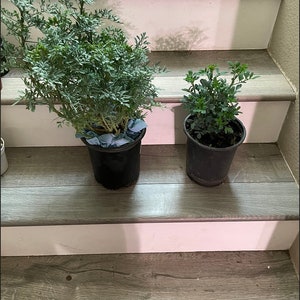 4 Inch Live Potted magenta Kalanchoe Kalandiva Double Blooms - Etsy