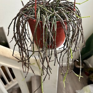 Rare 6 in Pot Cynchanum Marnierianum -dead Stick Plant-hard to Find ...
