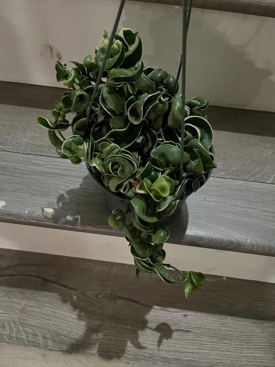 XL - Trailing Variegated Hoya Carnosa Compacta- Hindu Rope-exact Plant - Etsy