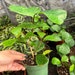 6 Inch Pot String of Burrow Tails easy Care Succulent - Etsy