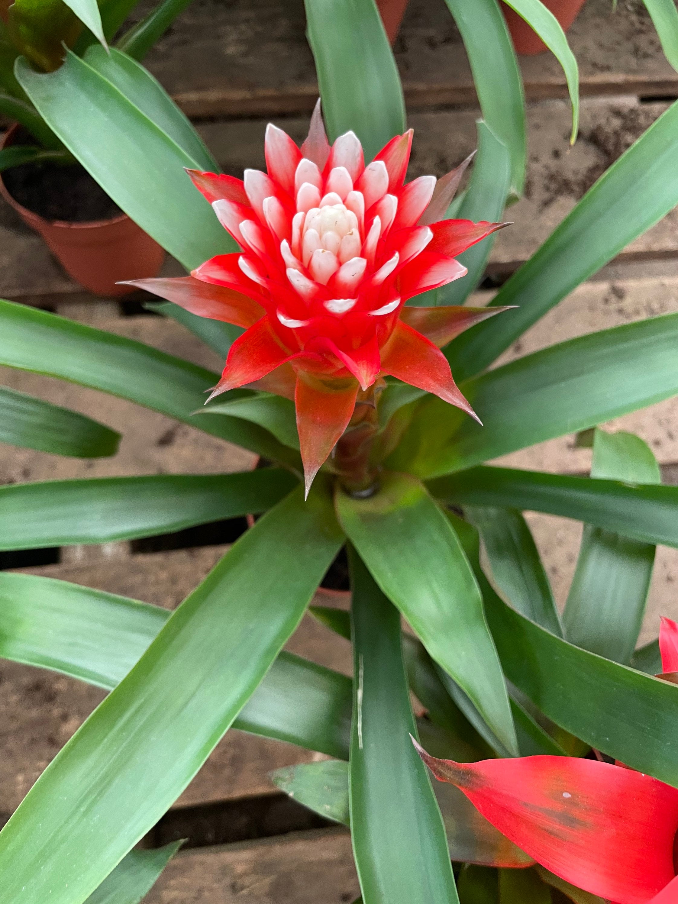 4 Inch Potted-bromeliad –red and White Flowers Grown Indoors. Soiless ...
