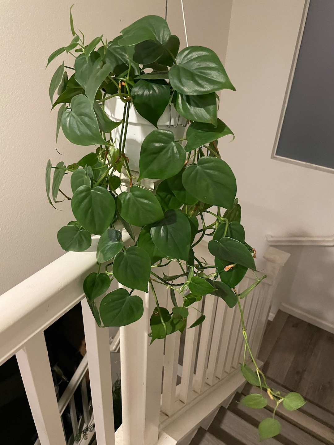 XL 3ft Trailing -philodendron Cordatum Heartleaf Green, Heart Shaped ...