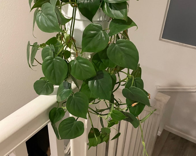 XL 3ft Trailing philodendron Cordatum Heartleaf Green, Heart Shaped ...