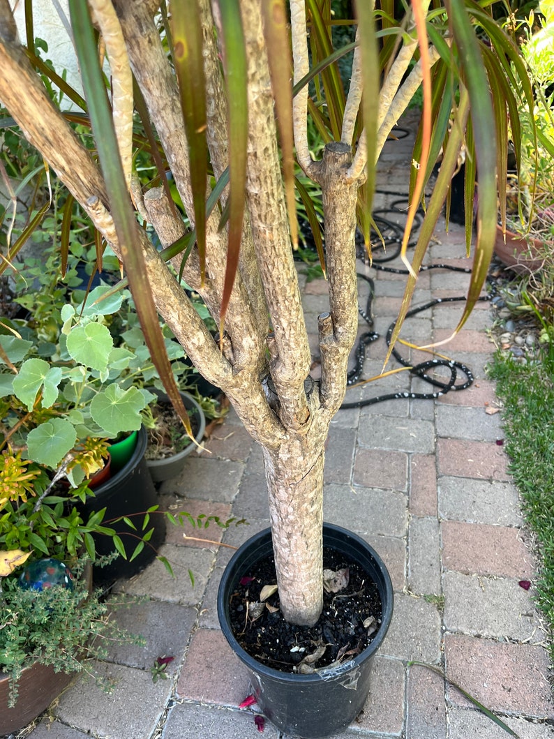 XXL -6ft - Dracaena Stump-madagascar Dragon Tree-indoor or Outdoor -air ...
