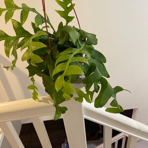 6" Pot -shark Fin -sharktooth Selenicereus -chrysocardium,fern Leaf ...