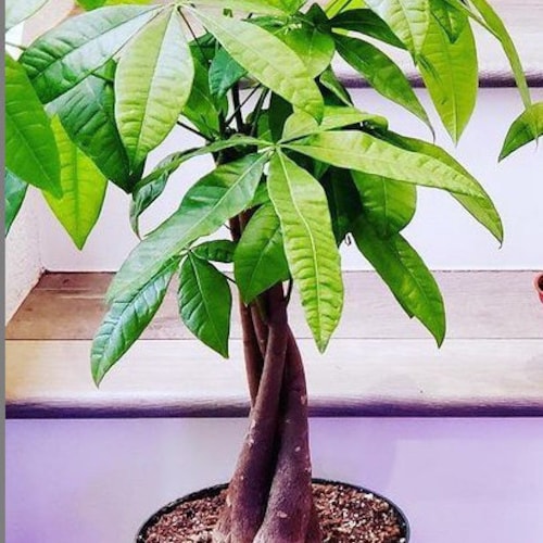 Large 6 Inch Potted 2ft Tall money Tree-pachira Aquatica - Etsy