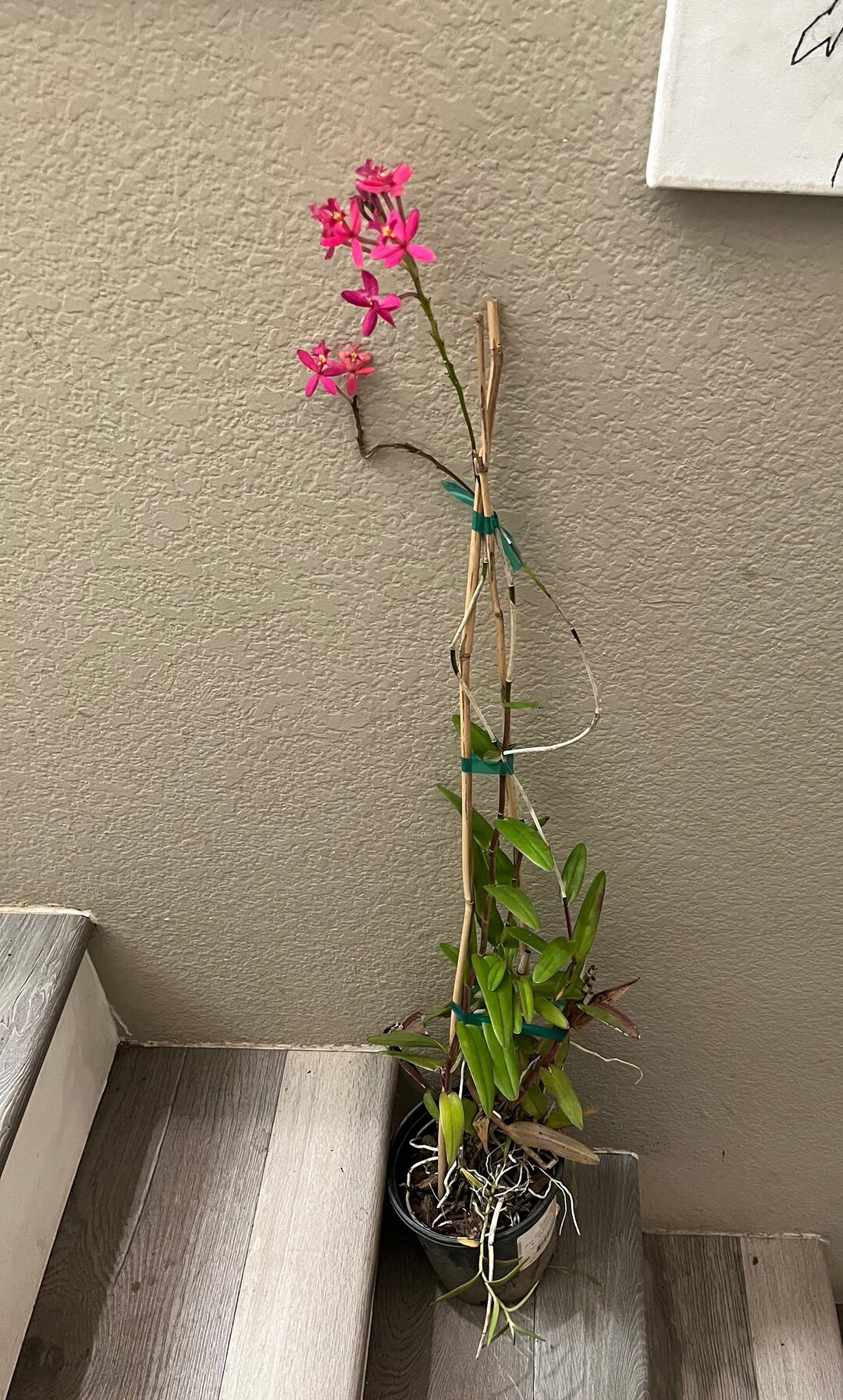 XL -3ft Tall -dark Pink Epidendrum Orchid-exact Plant Currently in ...