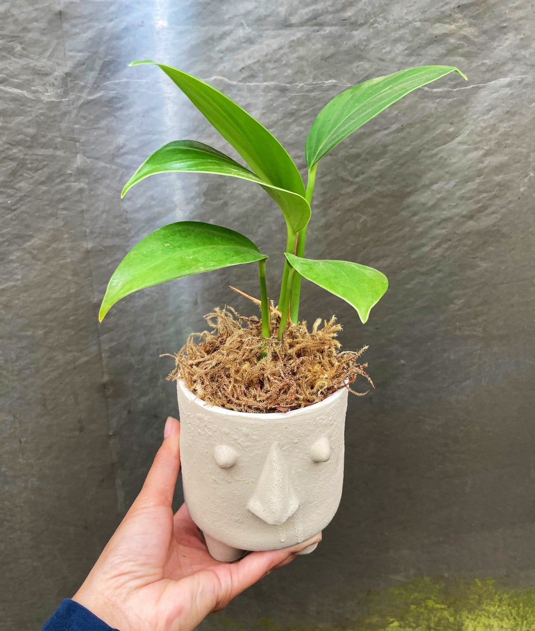 4 Inch Potted monstera Raphidophora Decursiva Dragon's Tail Houseplant ...