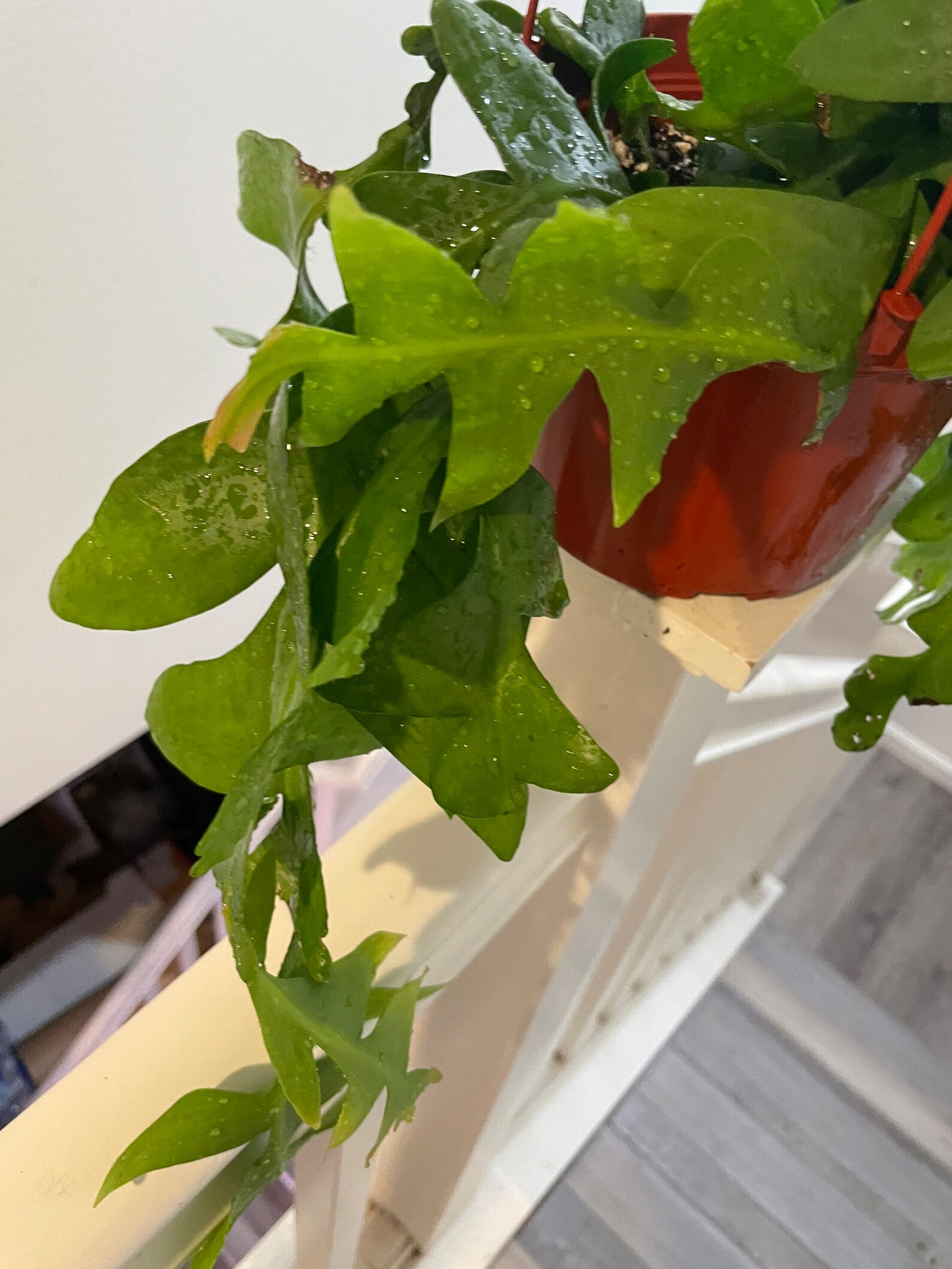 6" Pot -shark Fin -sharktooth Selenicereus -chrysocardium,fern Leaf ...