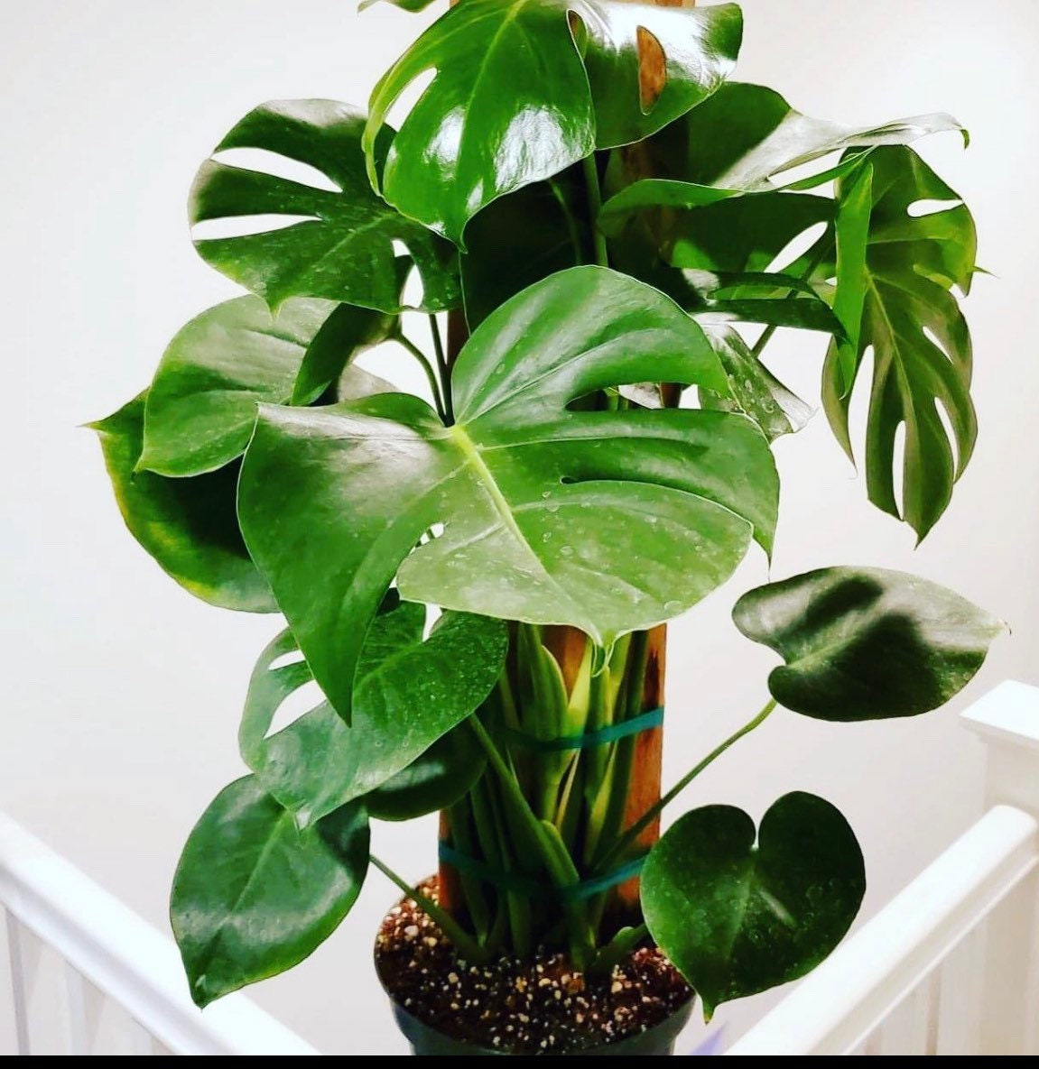 6 Inch Pot giant Monstera Deliciosa can Fruit When Mature - Etsy