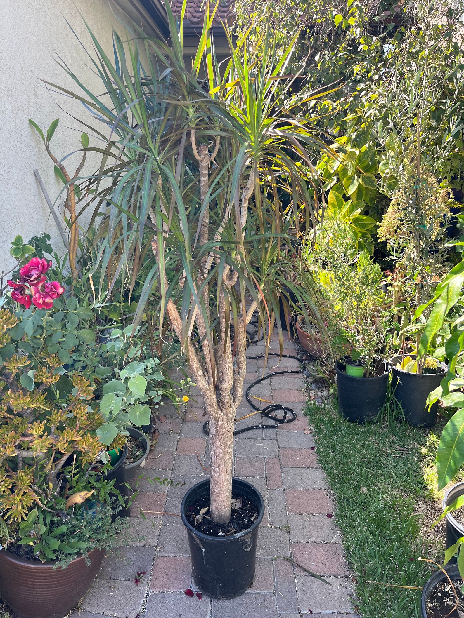 XXL -6ft - Dracaena Stump-madagascar Dragon Tree-indoor or Outdoor -air ...