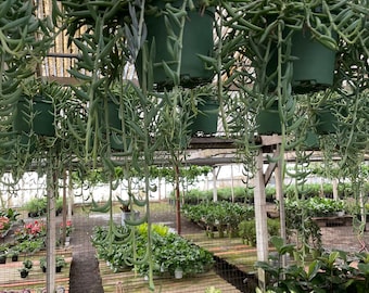 String of Fish | Etsy