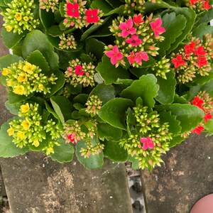 Kalanchoe Bundle Growers Choice- Single and Double Blooms - Pink, White ...
