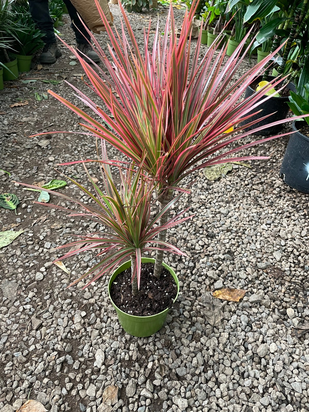 Dracaena Marginata Colorama-air Purifier-easy Care-similar to Picture 2 ...