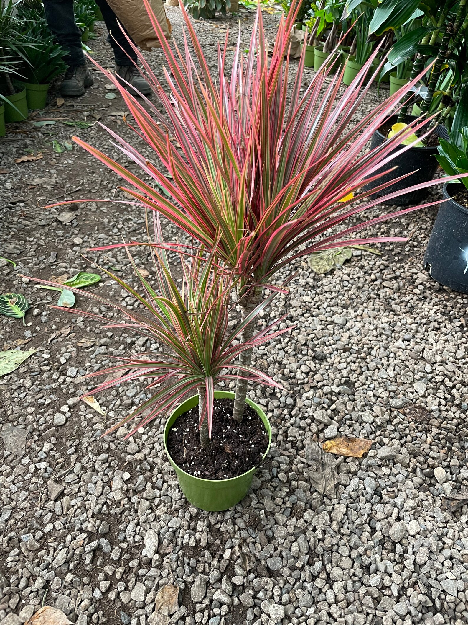 Dracaena Marginata Colorama-air Purifier-easy Care-similar to - Etsy