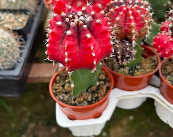 Red Grafted Moon Cactus Rare Succulent Live Cacti Plant - Etsy
