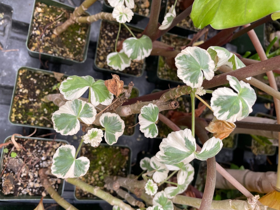 4 Inch Pot Geranium - Albo Variegated Drought Tolerant -easy Care-great ...