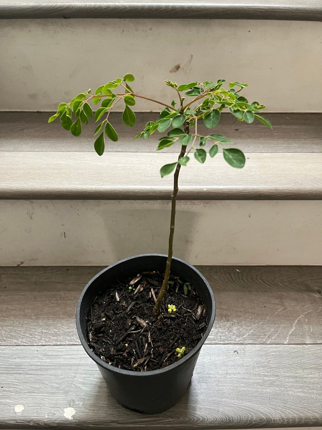 1 Gallon Pot Herbal Medicinal - Moringa Oleifera. White Flowers- Not ...