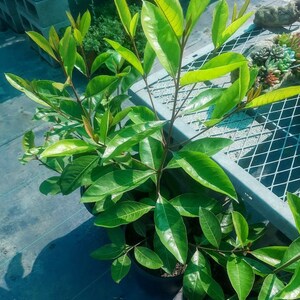 Multiple Sizes - Hard to Find Nance Fruit Tree . Nanceinga - Nanche ...