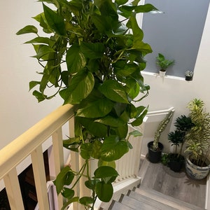 XXL -3 Ft Trail -large-jade Potho in Growers Pot-rare This Size ...