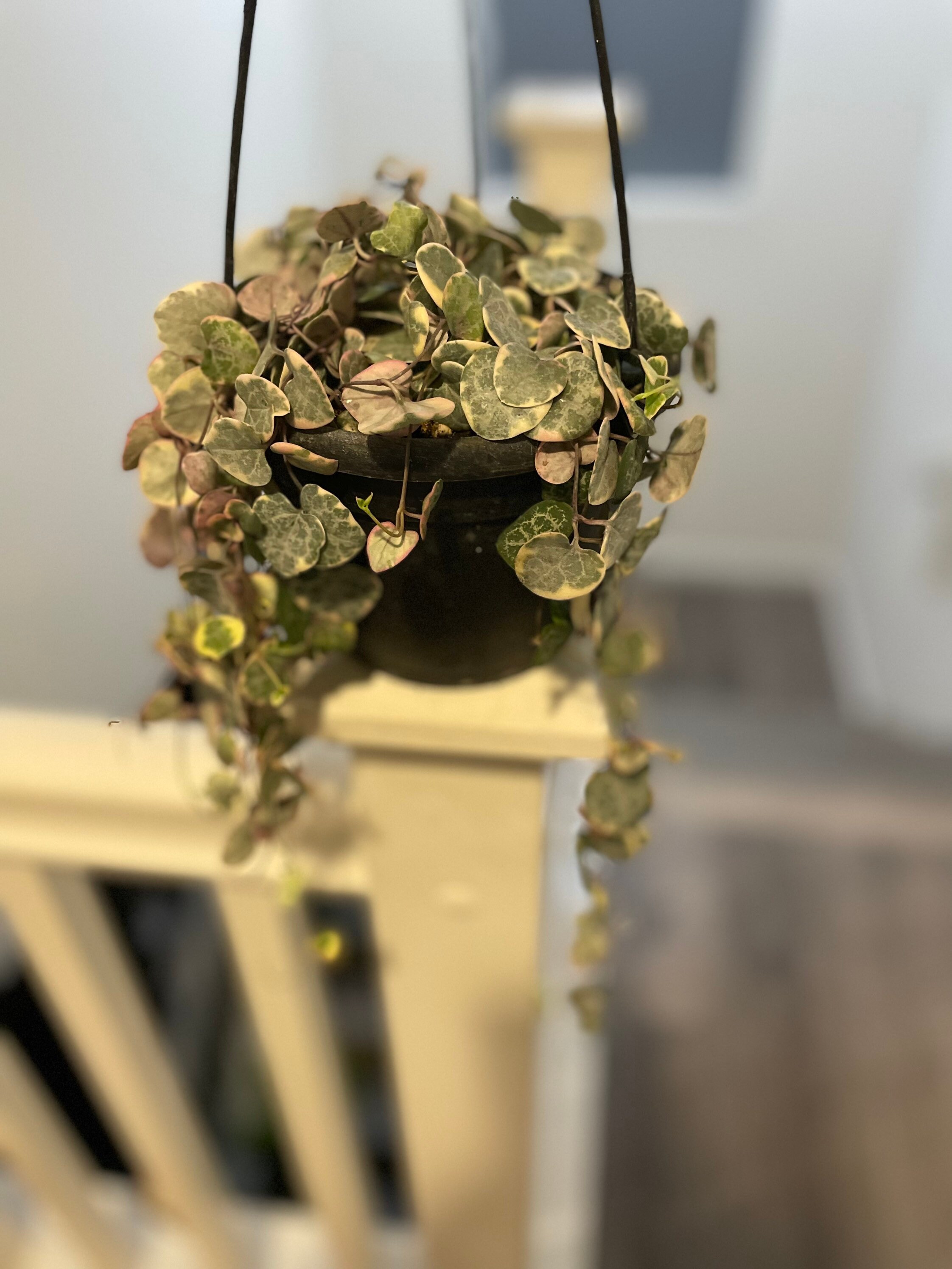 Large Trailing and Full 6 Inch Potted Live Plant-variegated - Etsy