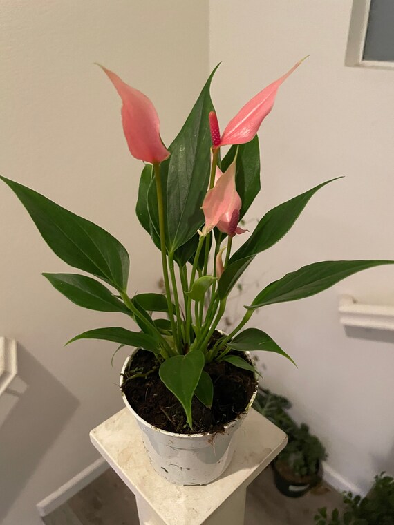 Pink Peace Lily Plant