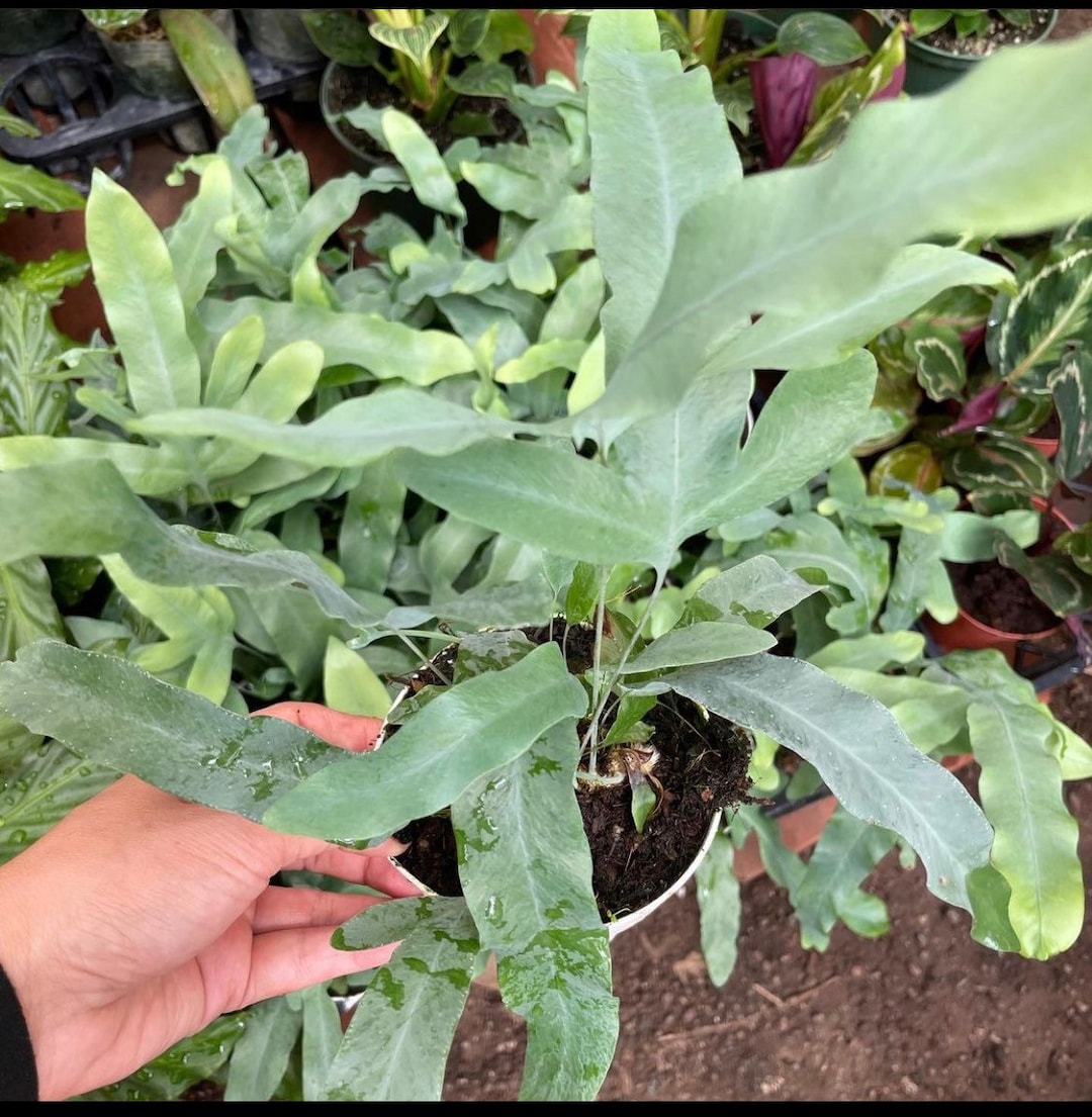 4 Inch Pot Blue Fern Plant ,easy Care , Low Light , Some Humidity , Air ...